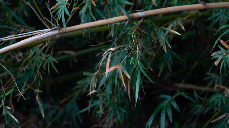 The Bamboo Experts in Norwich | Dr Stump