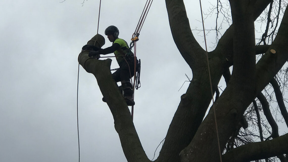 Award Winning Professional Tree Surgeons in Norfolk | Dr Stump