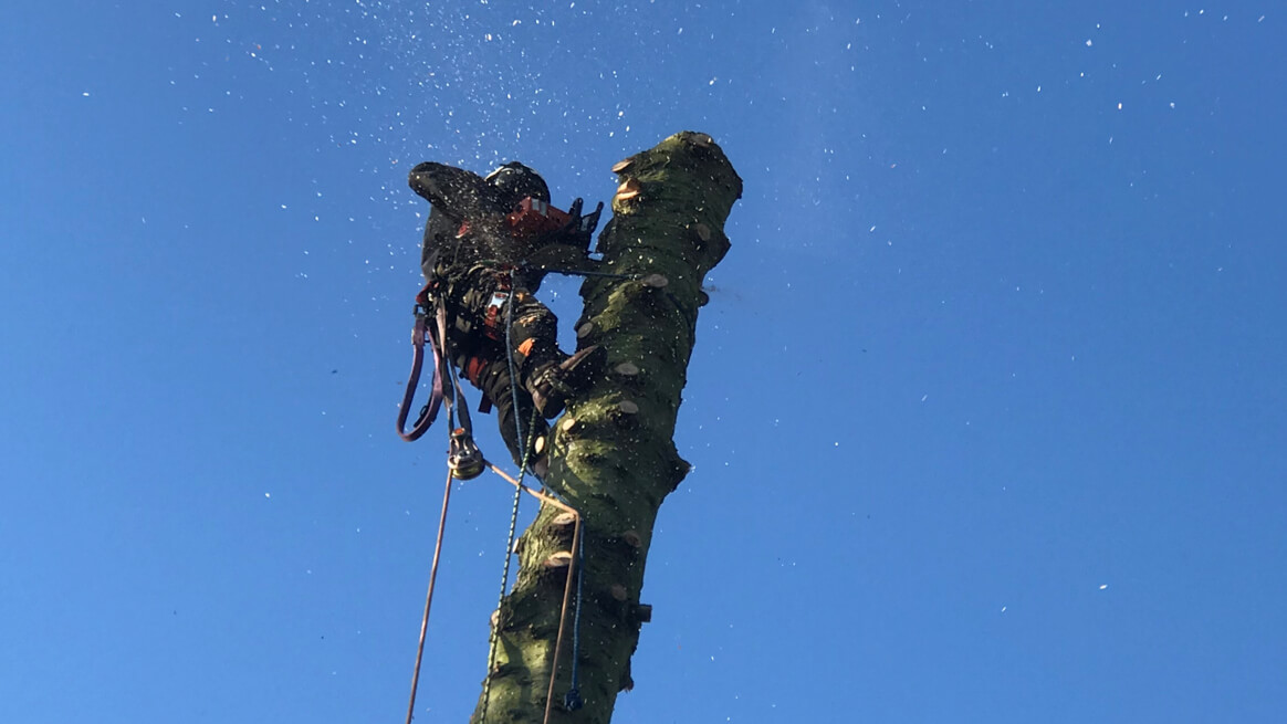 Award Winning Professional Tree Surgeons in Norfolk | Dr Stump