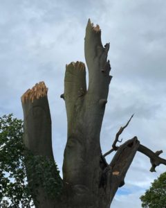 What are coronet cuts? - Dr Stump