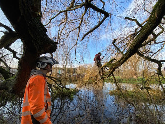 Leading Tree Surgeon and Tree Removal Norwich | Dr Stump