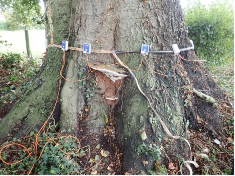 Compartmentalisation of decay in trees - Dr Stump