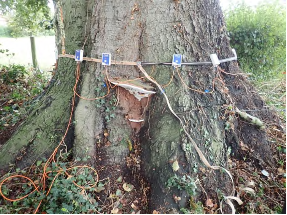 Compartmentalisation of decay in trees - Dr Stump