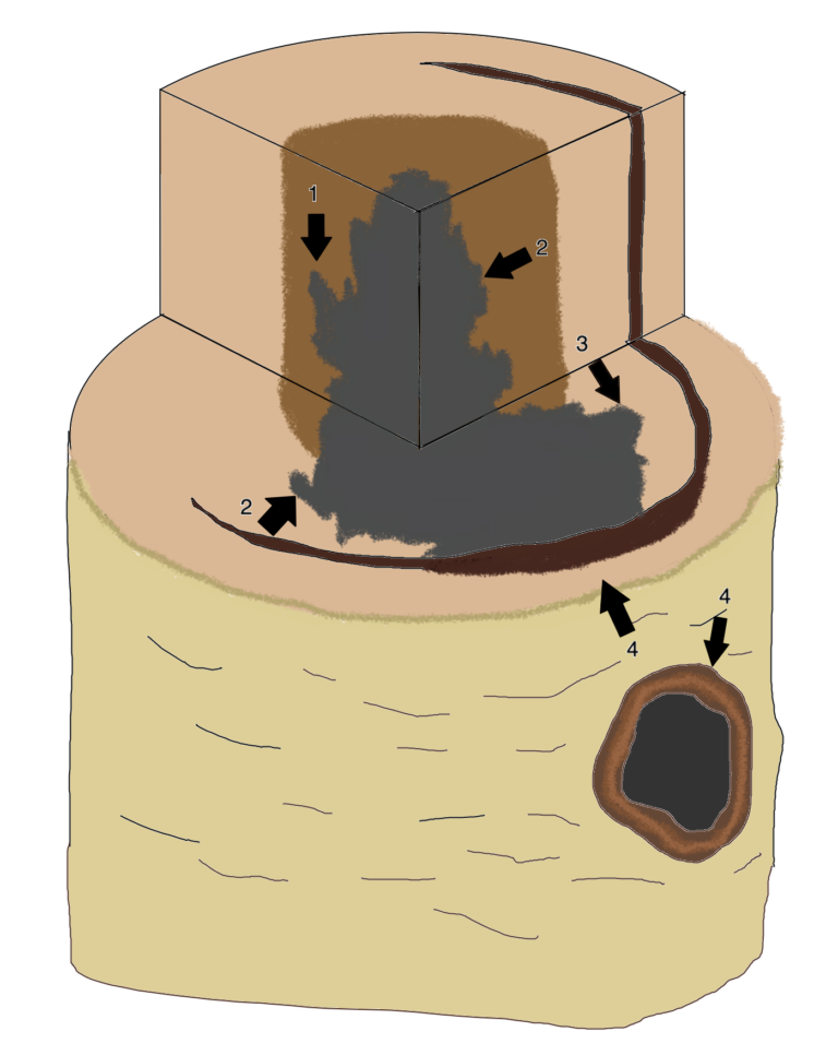 Compartmentalisation of decay in trees - Dr Stump