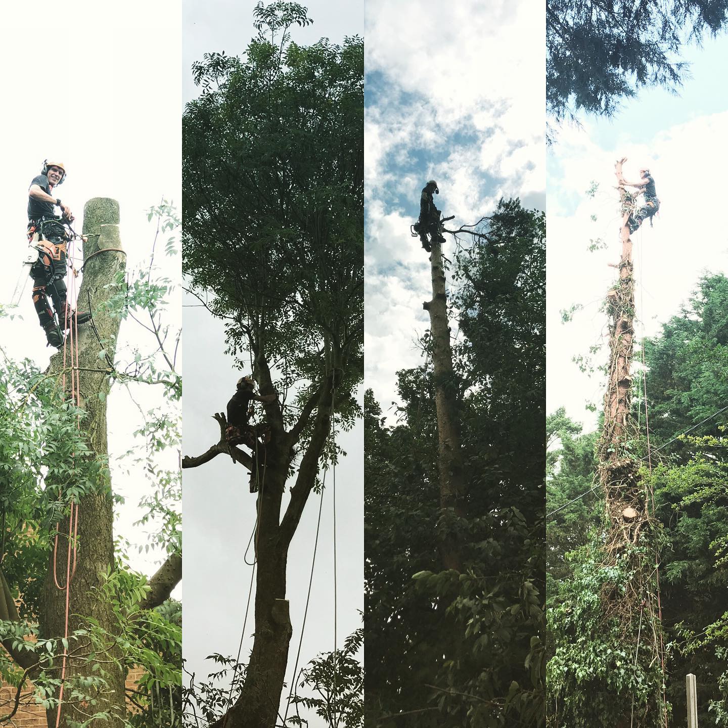 Award Winning Professional Tree Surgeons in Norfolk | Dr Stump