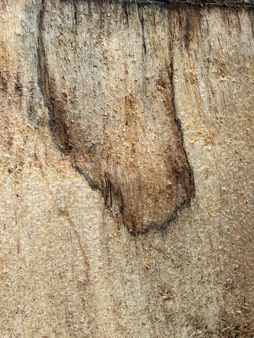 Compartmentalisation of decay in trees - Dr Stump