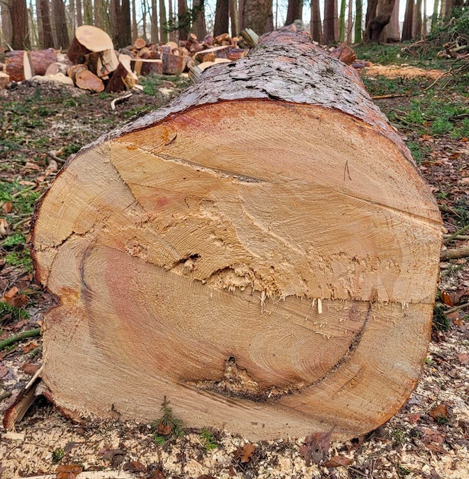 Compartmentalisation of decay in trees - Dr Stump