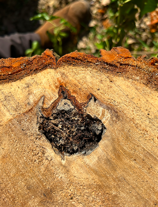 Compartmentalisation of decay in trees - Dr Stump